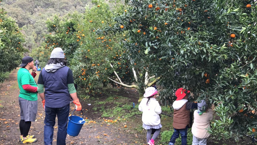 Mandarin Picking at Watkins Family Farm NSW, 2017