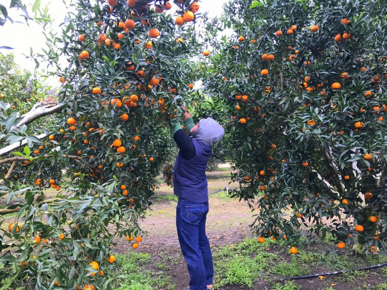 Mandarin Picking at Watkins Family Farm NSW, 2017