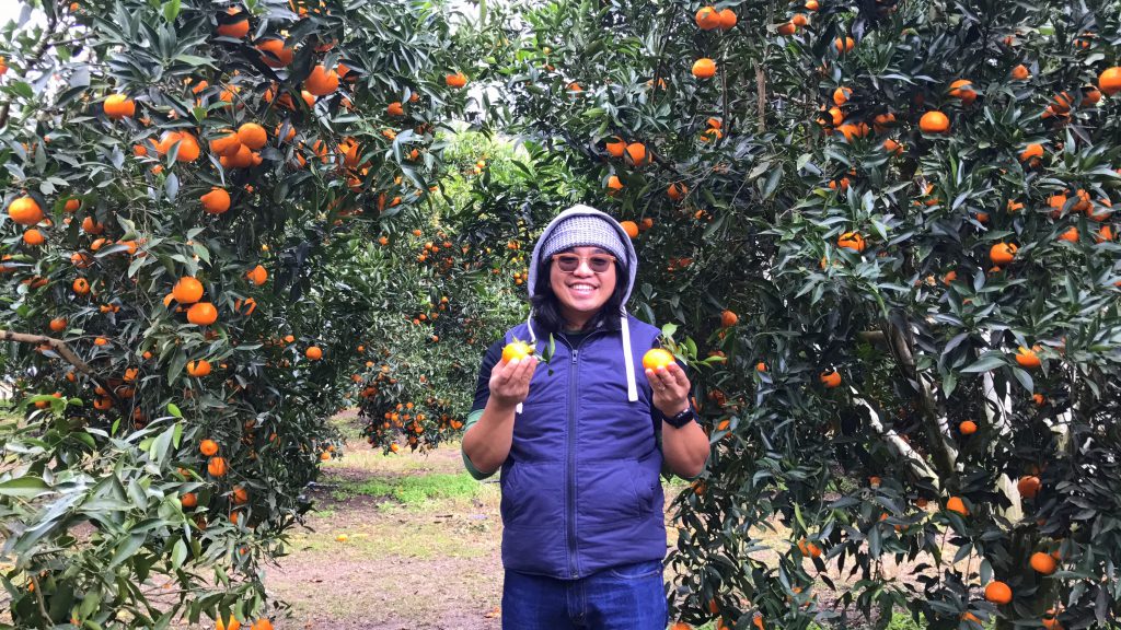 Mandarin Picking at Watkins Family Farm NSW, 2017