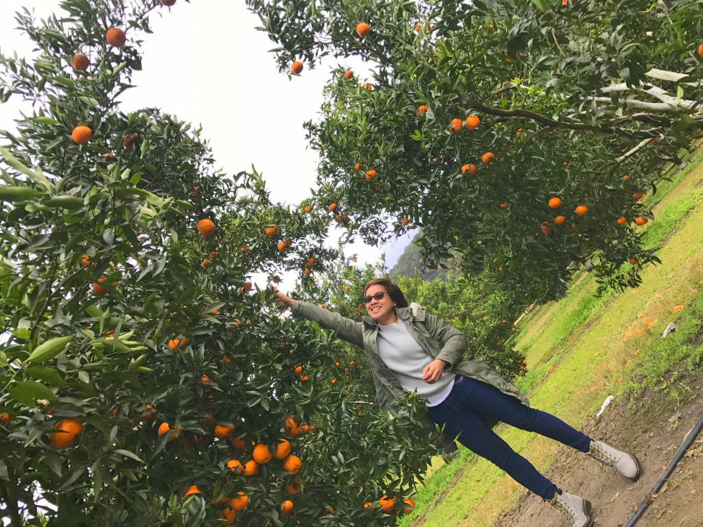 Mandarin Picking at Watkins Family Farm NSW, 2017