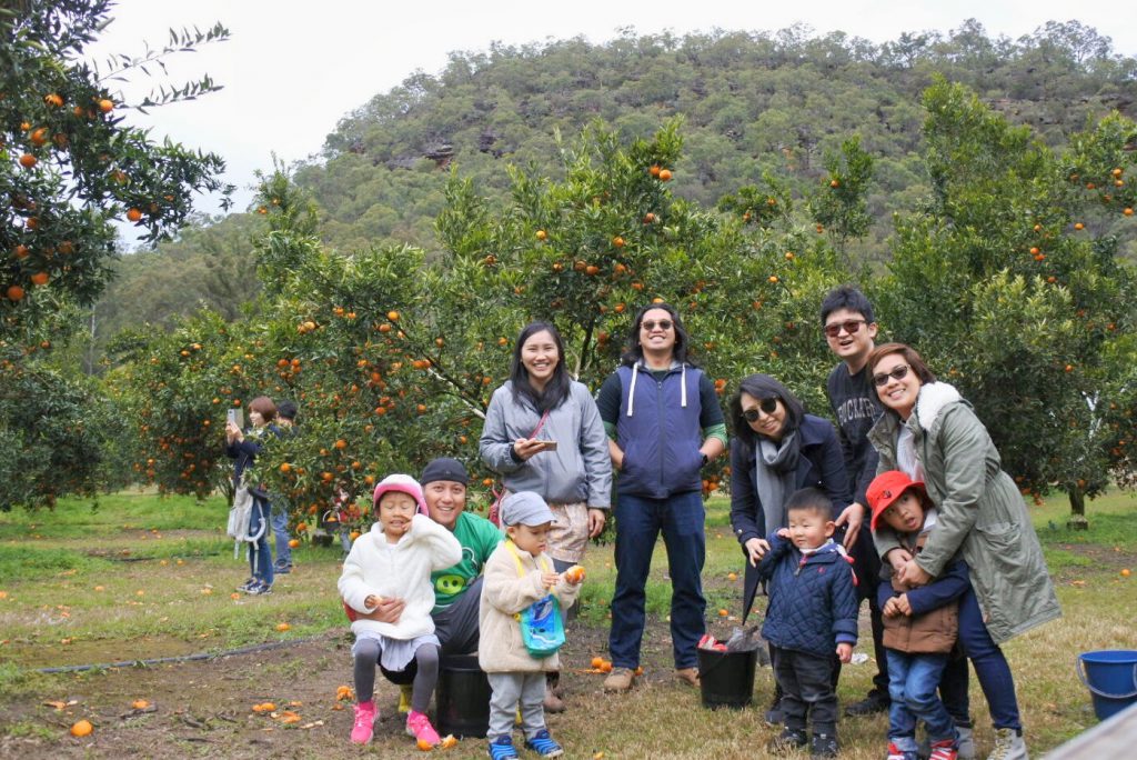 Mandarin Picking at Watkins Family Farm NSW, 2017